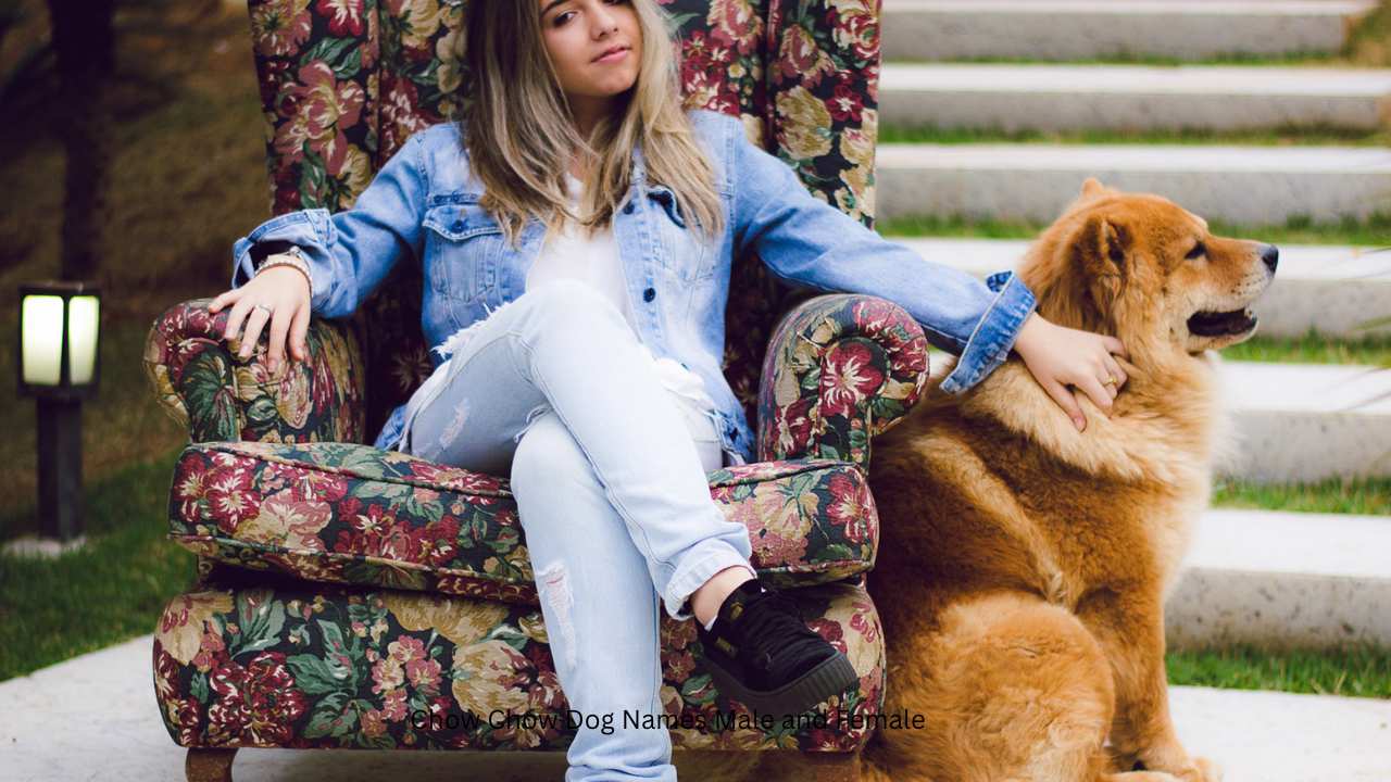 Chow Chow Dog Grooming, Height, Weight, Health Care Tips and Others ...