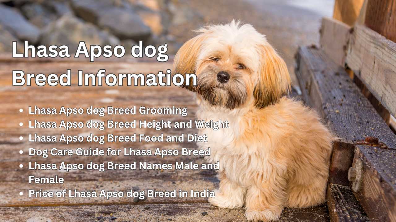 Lhasa Apso: Complete Breed Information Guide