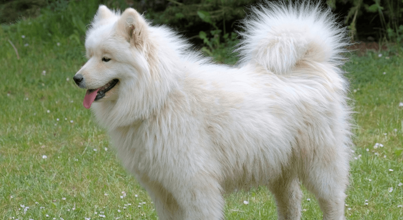 Indian Spitz Breed: A Complete Guide to Grooming, Size, and Care Tips